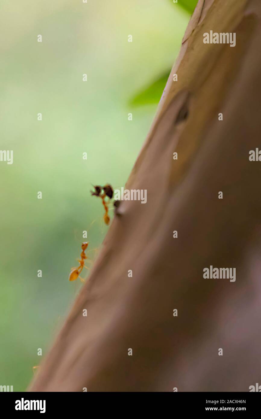 Ants working very hard. Caring leafs. ant walking on the tree in the ...