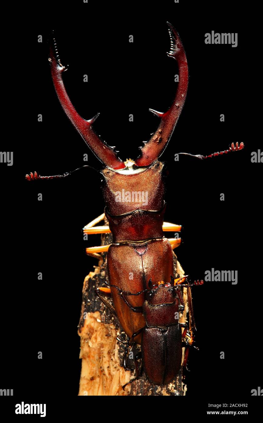Stag beetle, Cyclommatus tarandus. Male stag beetles grow a large pair ...