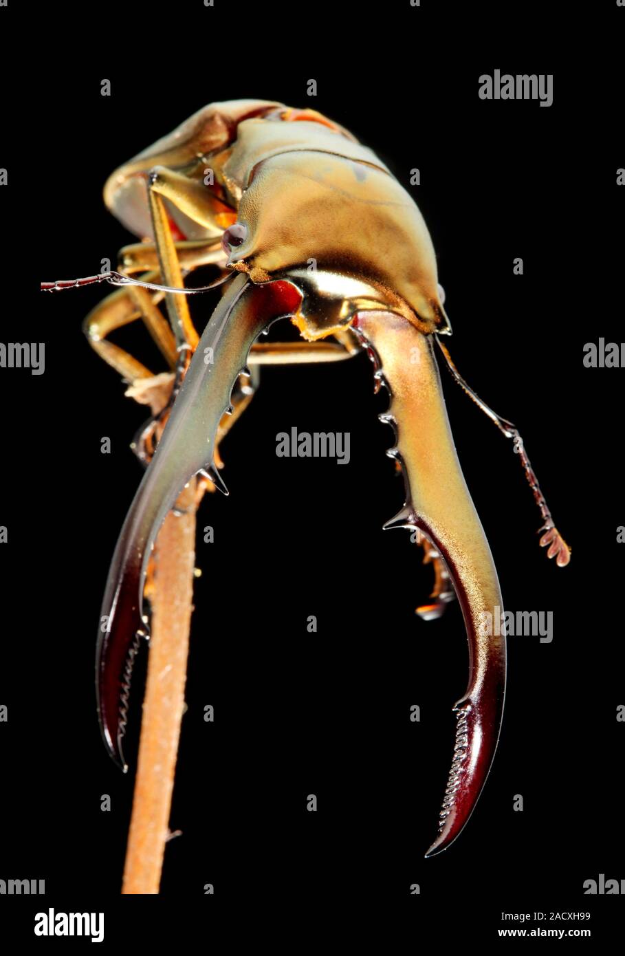 Stag beetle, Cyclommatus tarandus. Male stag beetles grow a large pair ...