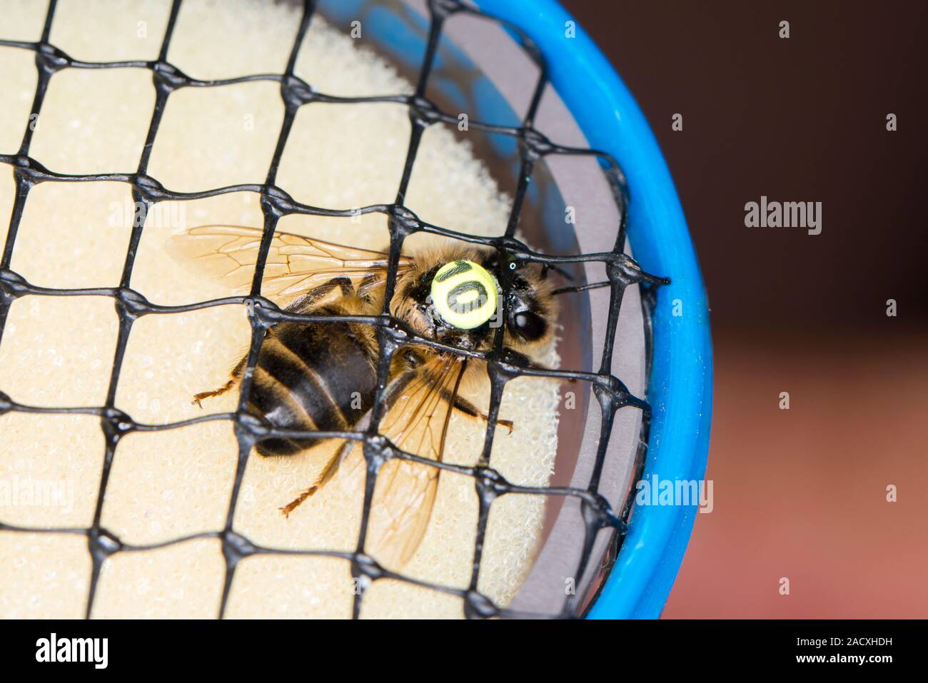 Honeybee radar tagging. Worker honeybee (Apis mellifera) being prepared ...