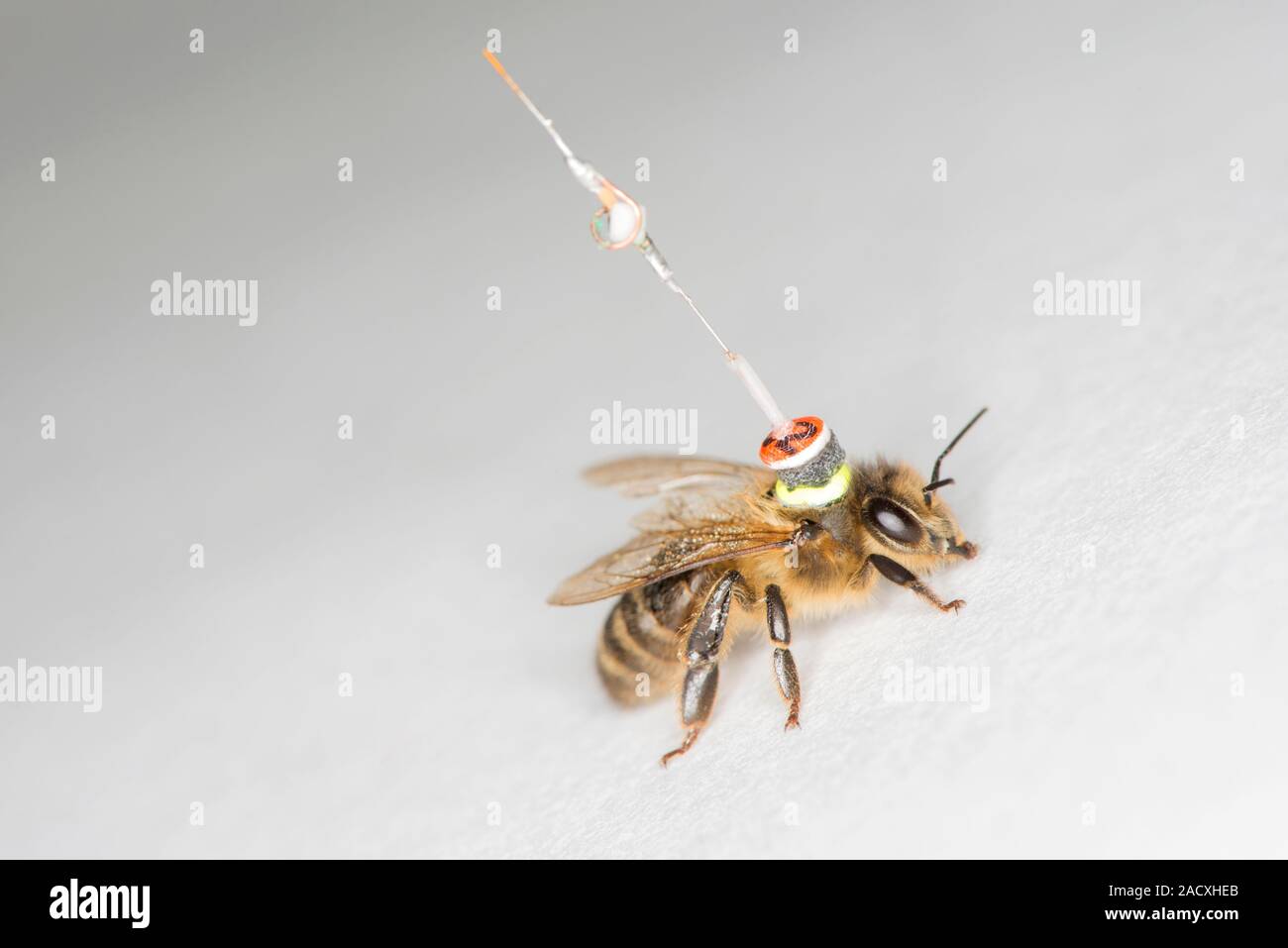Honeybee radar tagging. Worker honeybee (Apis mellifera) tagged with a ...