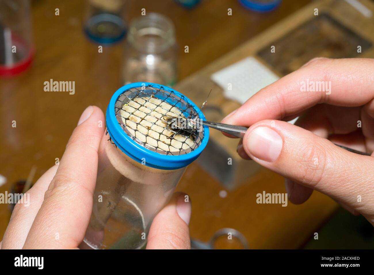 Honeybee radar tagging. Worker honeybee (Apis mellifera) being prepared ...
