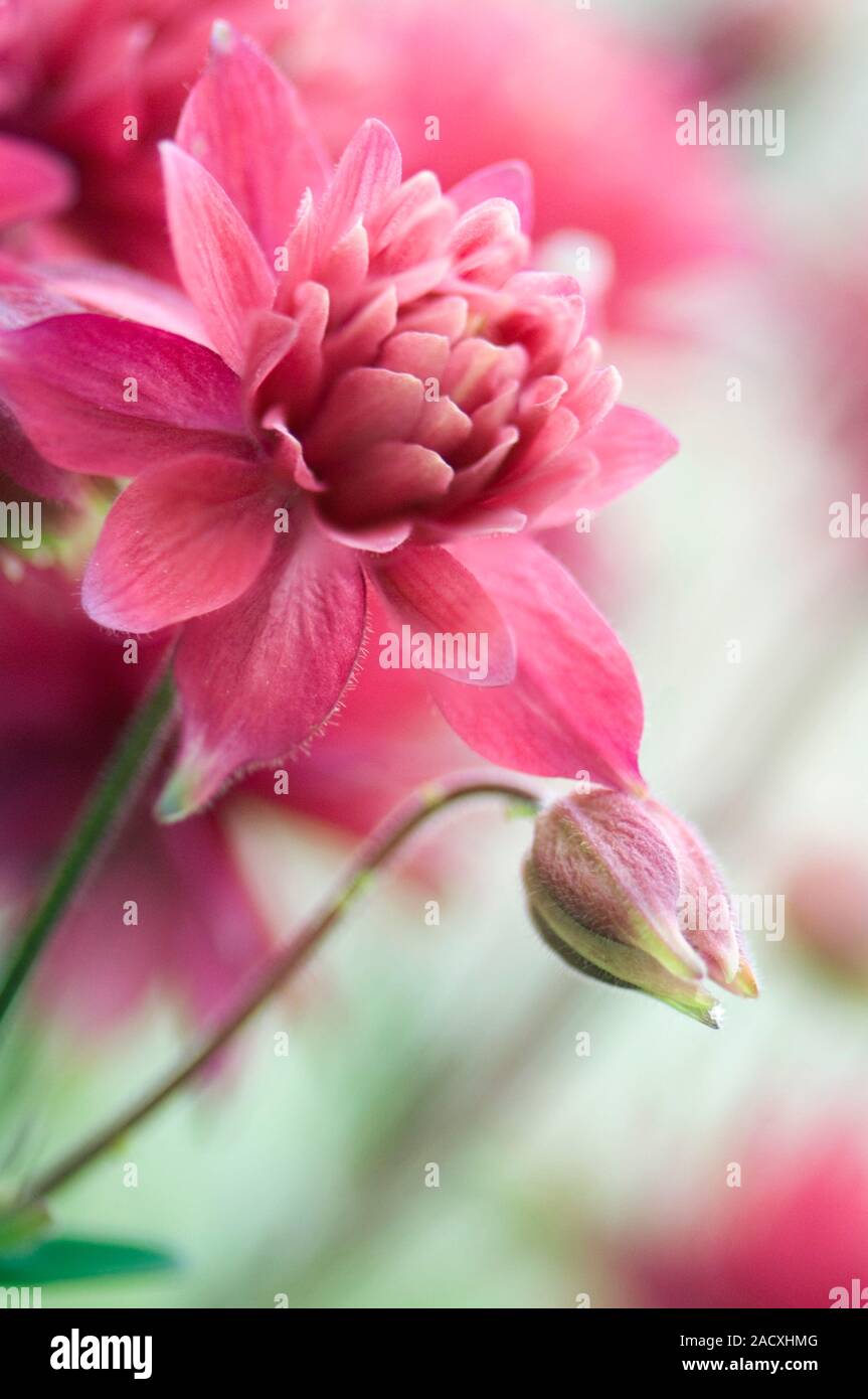 Close up of flower and bud of Columbine 'Clementine Rose' (Aquilegia ...