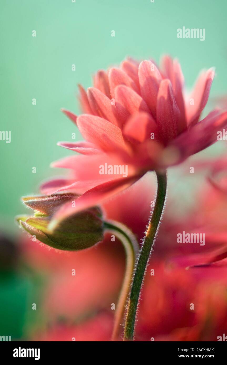 Close up of flower and bud of Columbine 'Clementine Rose' (Aquilegia ...