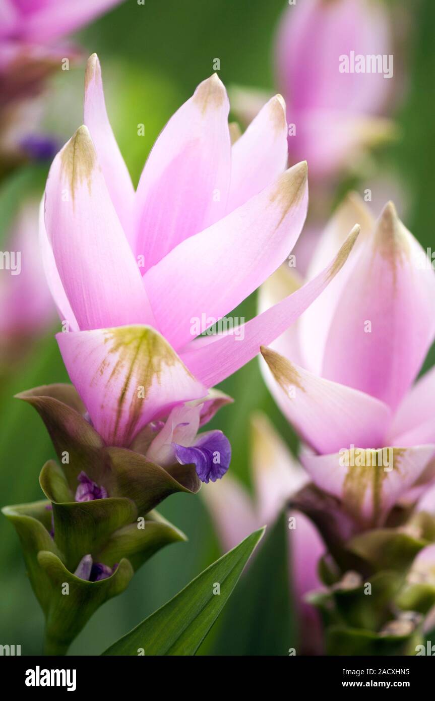 Close up of flower spikes of Siam tulips (Curcuma alismatifolia Stock ...