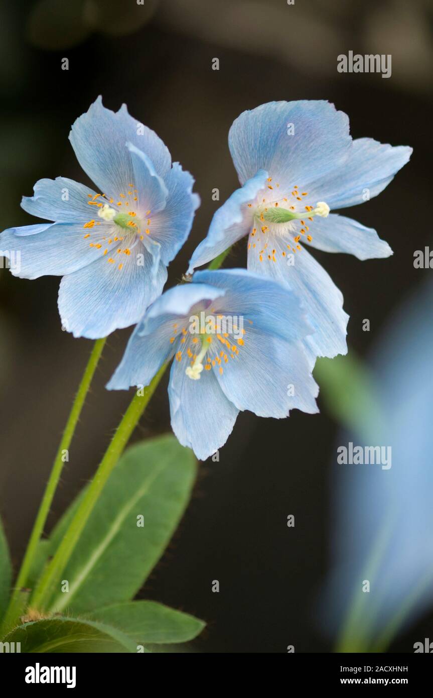 Three flowers of Himalayan poppy, blue poppy (Meconopsis sp Stock Photo ...
