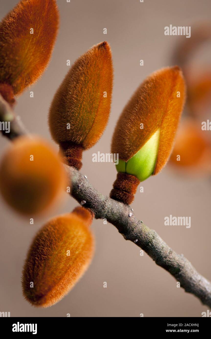Close up of furry brown buds of Magnolia x foggii 'Allspice' Stock ...