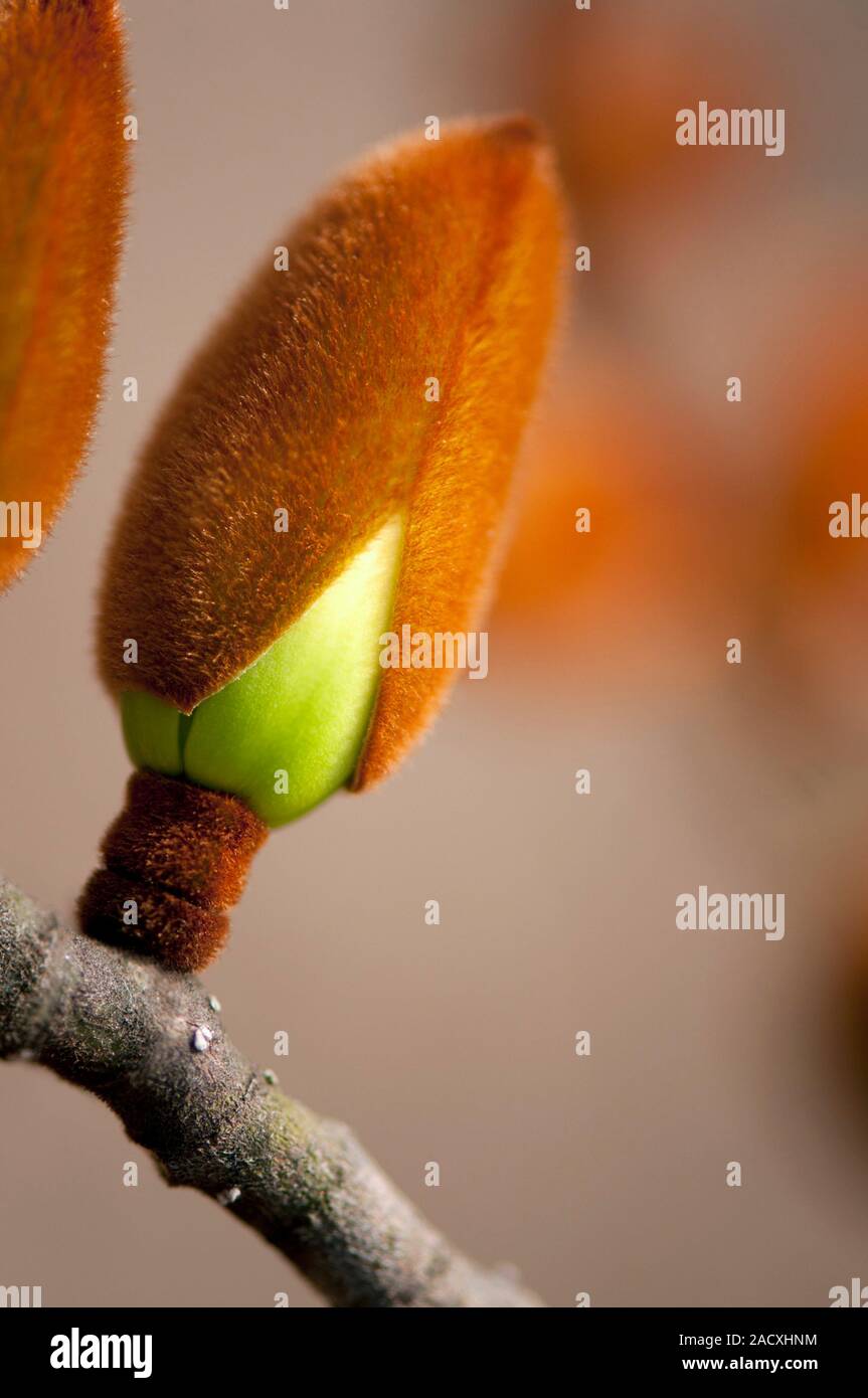 Close up of single furry brown bud of Magnolia x foggii 'Allspice ...