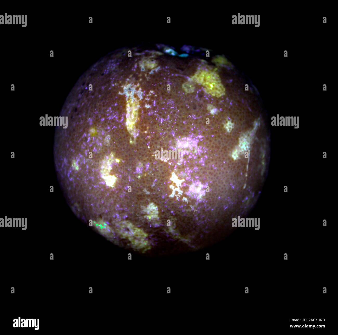 Blotching on an orange. Fluorescence pattern showing blotching in an ...