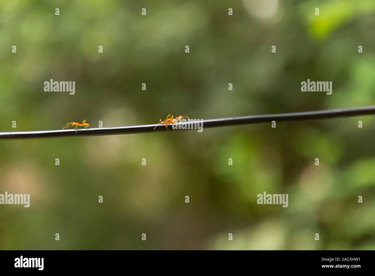 Red ant walking black rope to nest on green background Stock Photo - Alamy