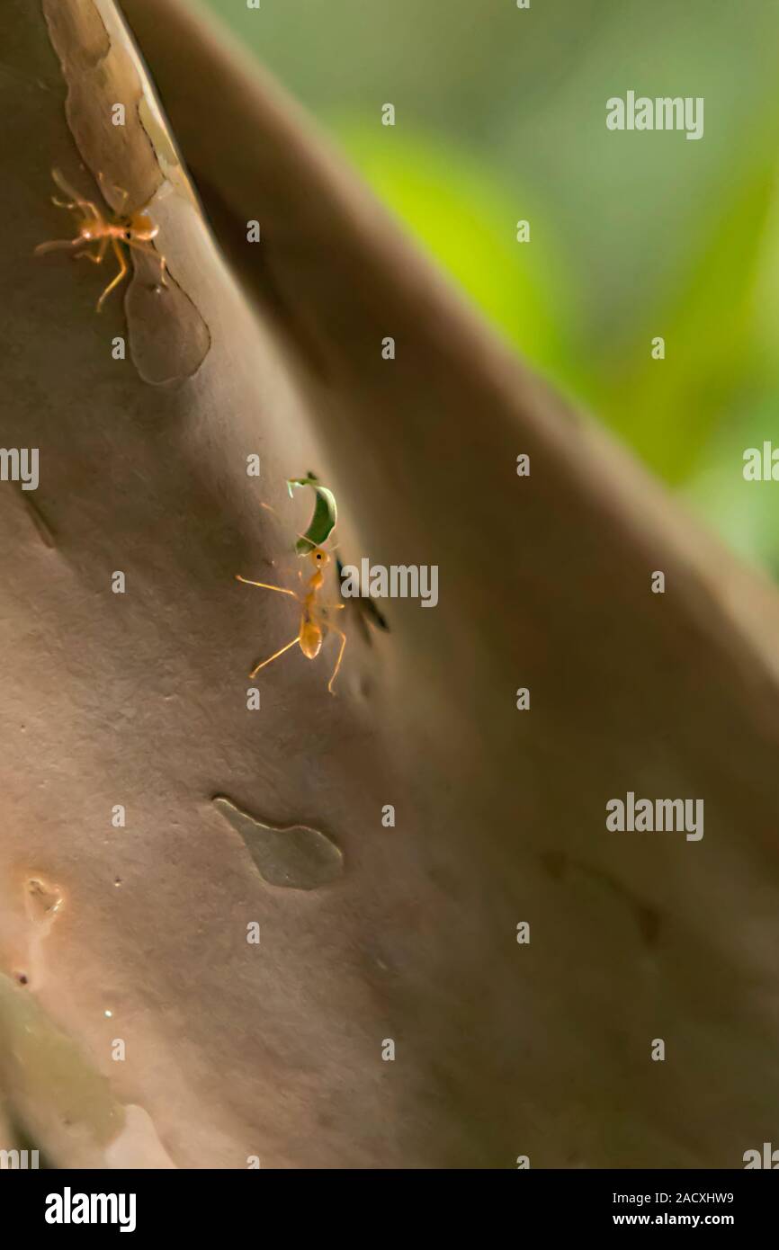 Caring leafs hi-res stock photography and images - Alamy