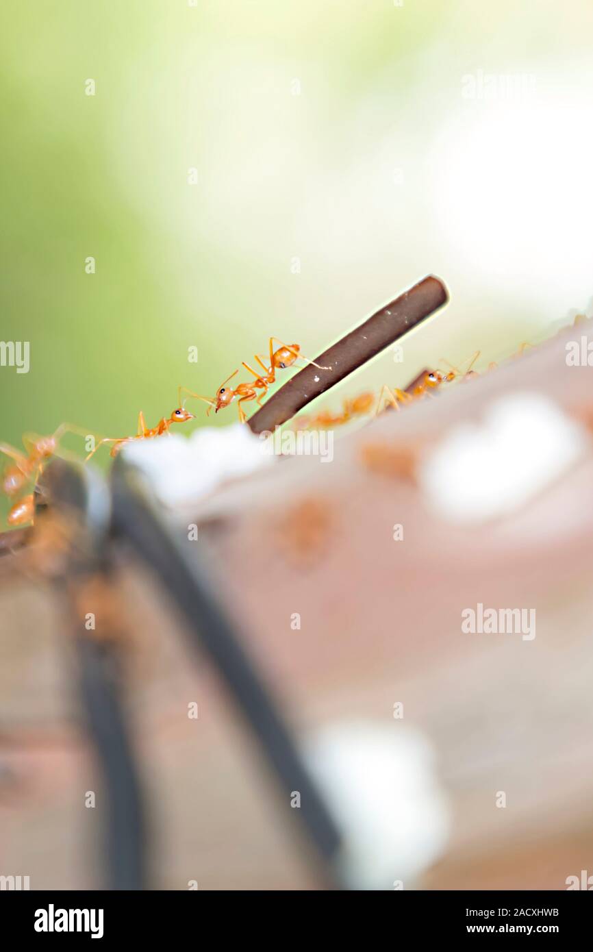 A red ant or fire ants carrying a grain of rice Stock Photo - Alamy