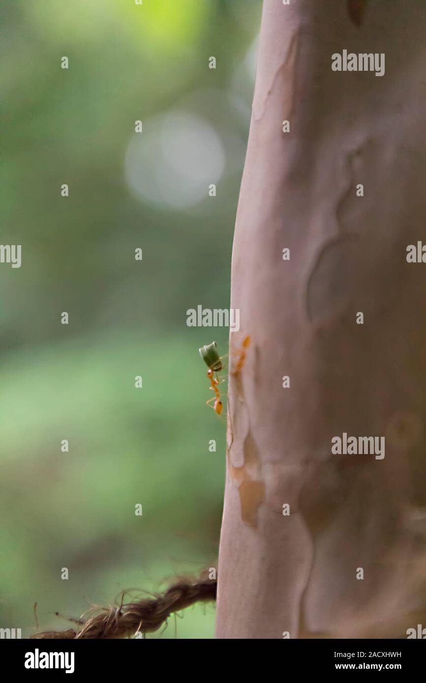 Hard working ants hi-res stock photography and images - Alamy