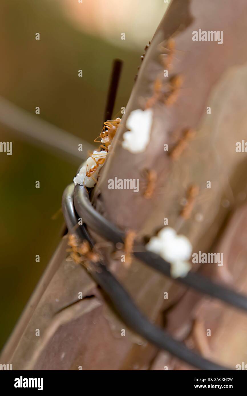 Ants on rice grain hi-res stock photography and images - Alamy