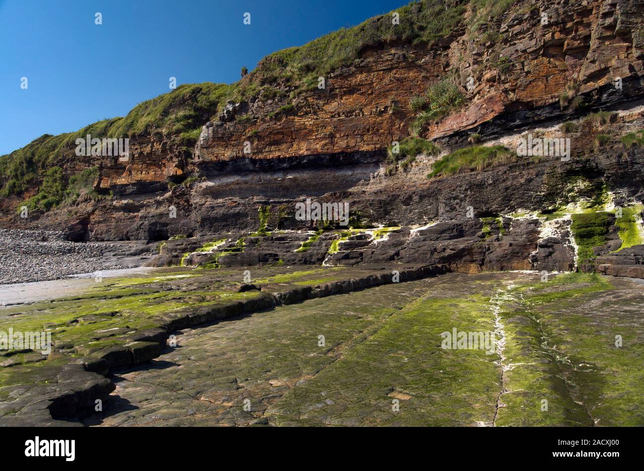 Algae covered wave cut platform in front of cliffs of Carboniferous ...