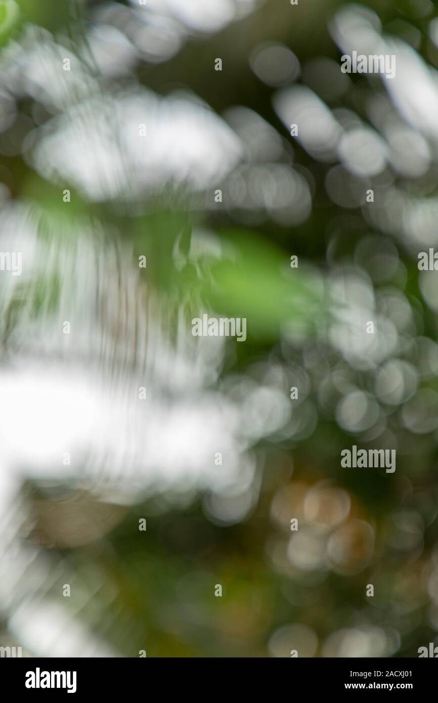 Green Leaves Natural Bokeh Background, Closeup Stock Photo - Alamy