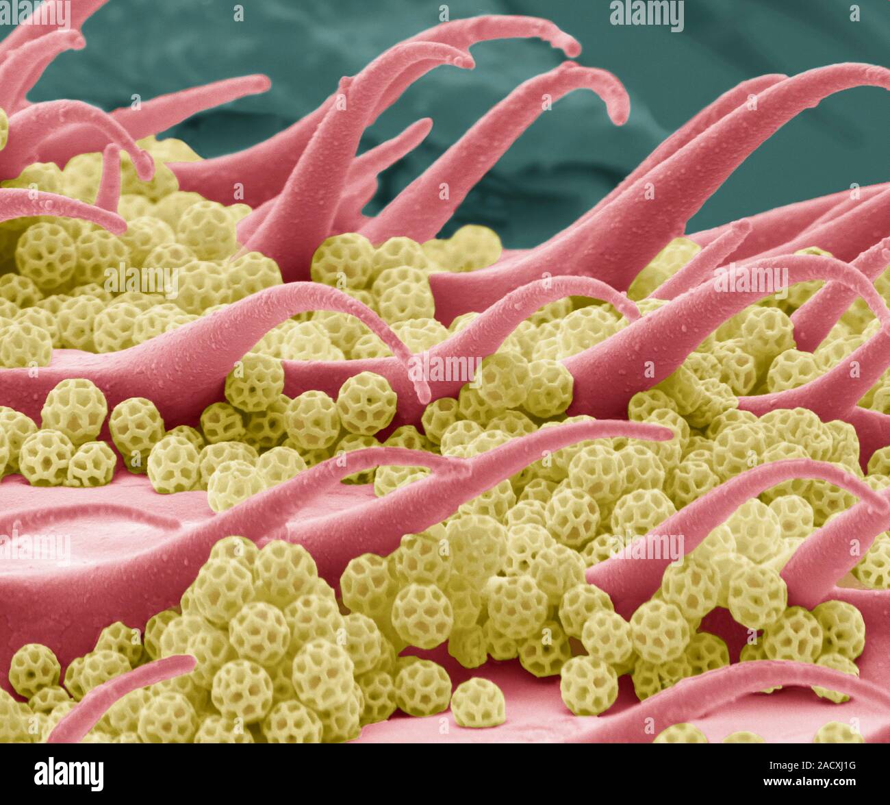 Brochosomes, Coloured scanning electron micrograph (SEM). Brochosomes ...