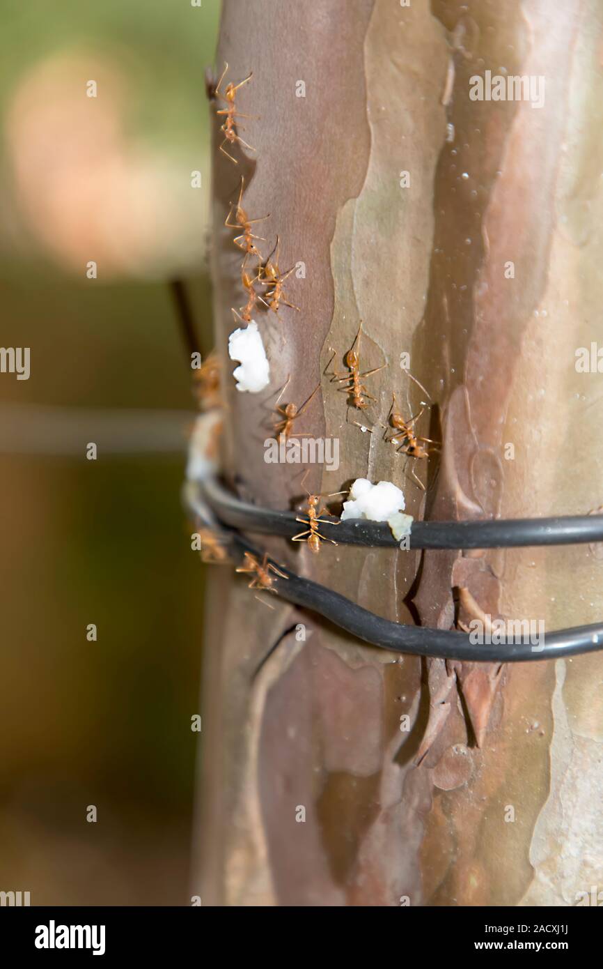A red ant or fire ants carrying a grain of rice, Closeup Stock Photo ...