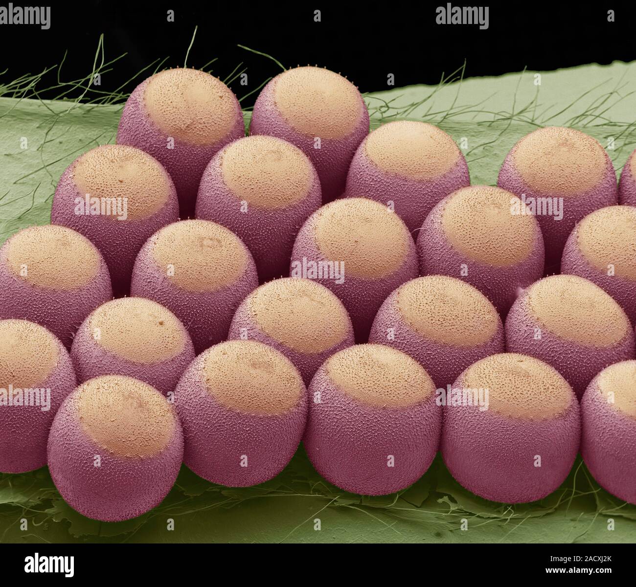 Stink bug eggs, Coloured scanning electron micrograph (SEM). Stink bugs ...