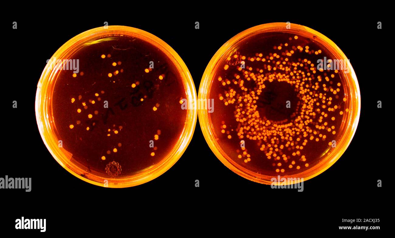 Salmonella-bacteriophage experiment. Petri dish cultures from fruit ...