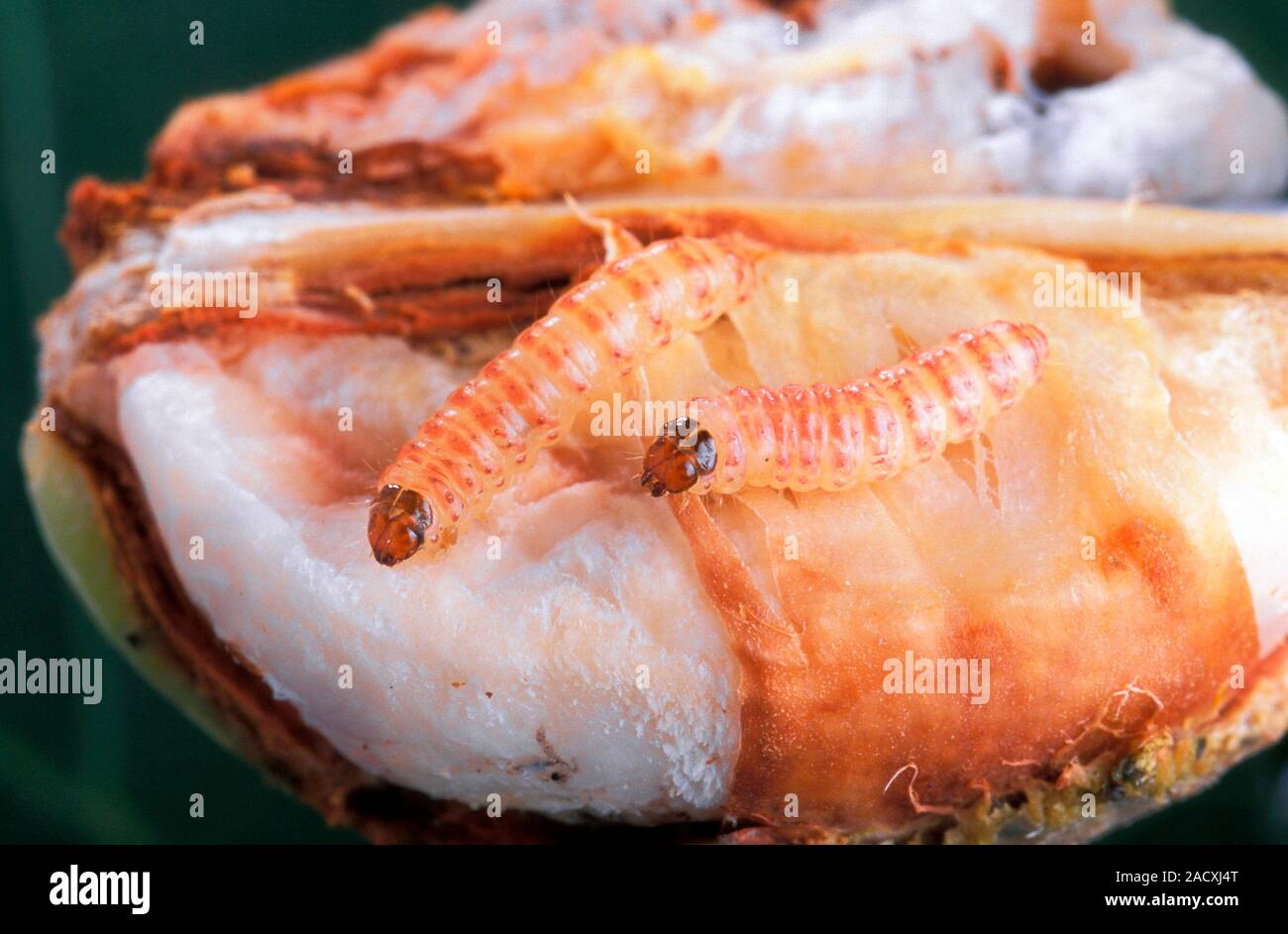 Pink bollworms (Pectinophora gossypiella) emerging from a damaged ...