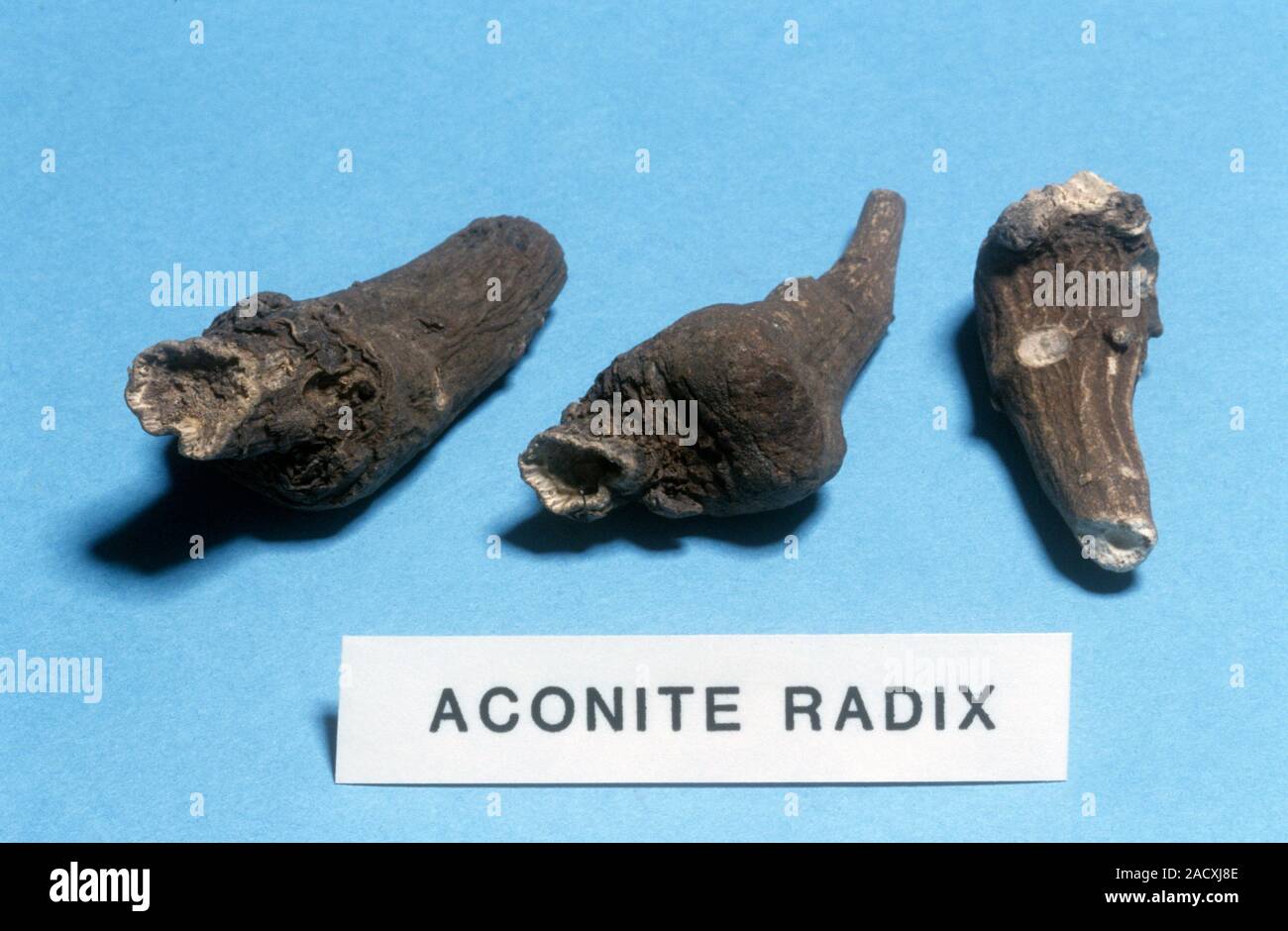 Sample of Aconite radix. This Chinese herb is used to treat arthritis ...
