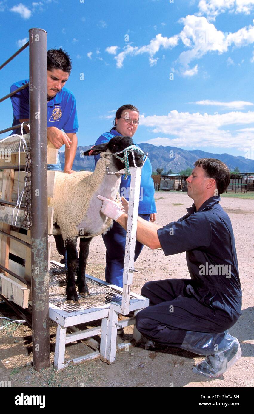 Sampling sheep for scrapie test. Farmer workers keeping a sheep calm ...
