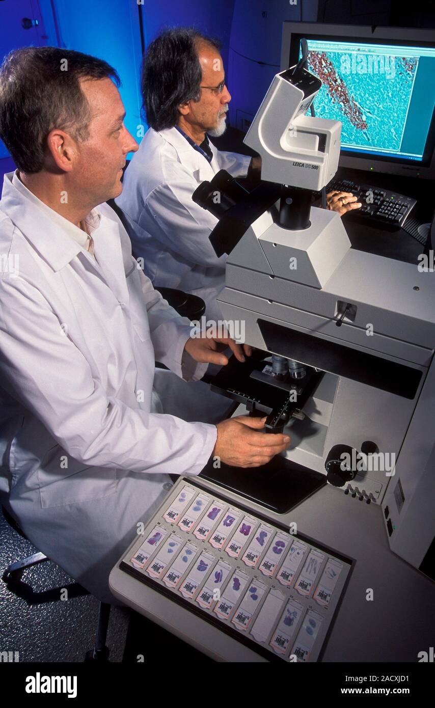 Brain tissue prion research. Veterinary medical officers examining ...