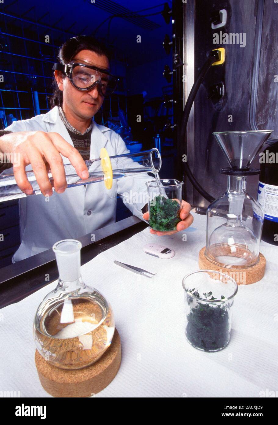 Wormwood oil extraction. Plant biotechnologist using a chloroform dip ...