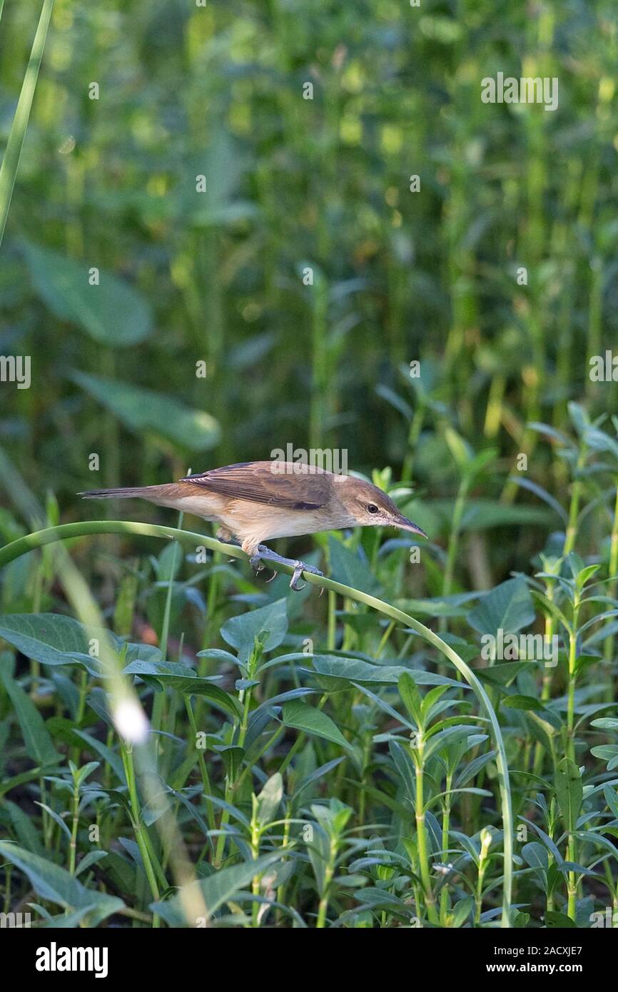Reed warblers hi-res stock photography and images - Alamy