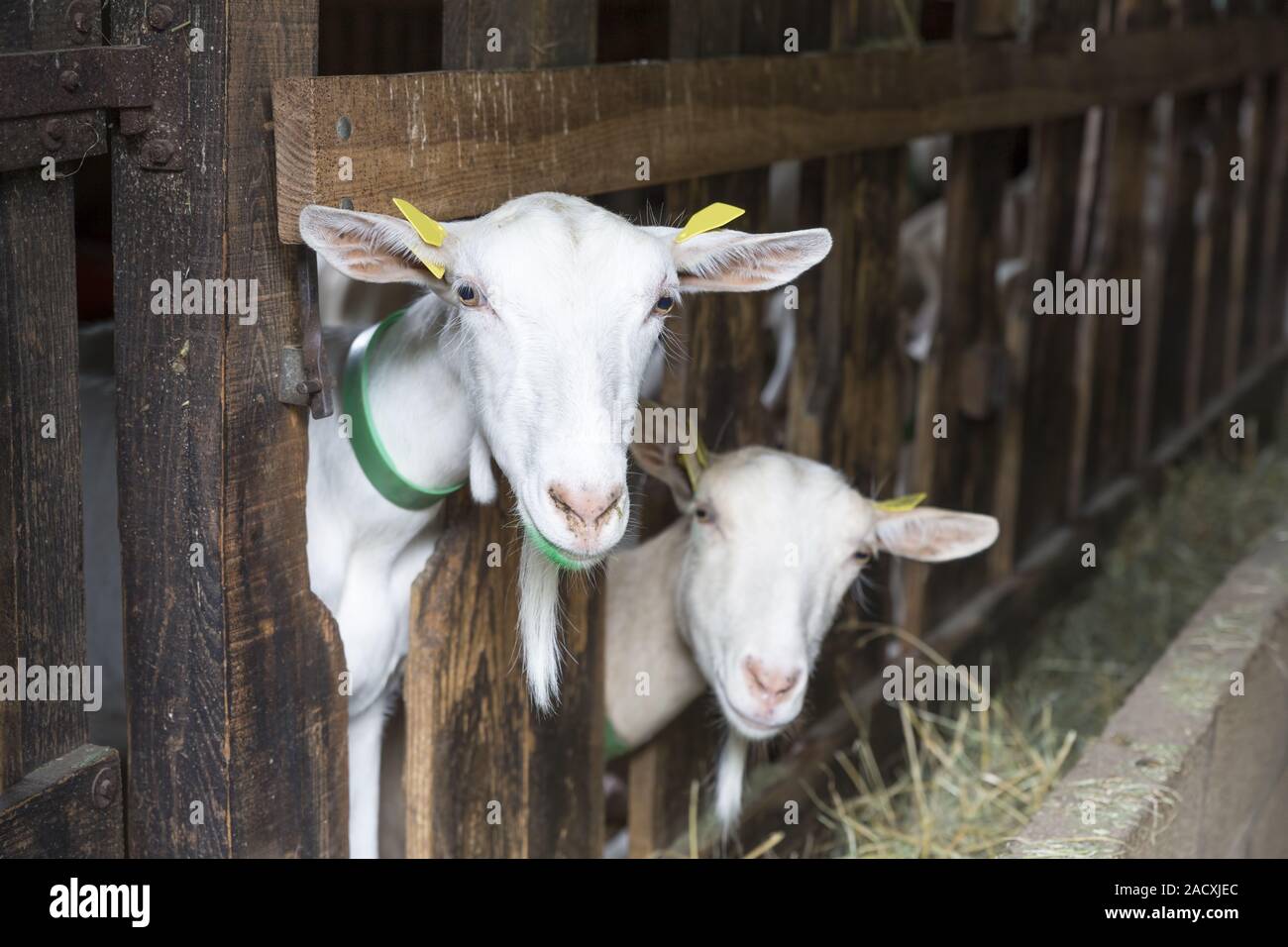Goat in stable Stock Photo - Alamy