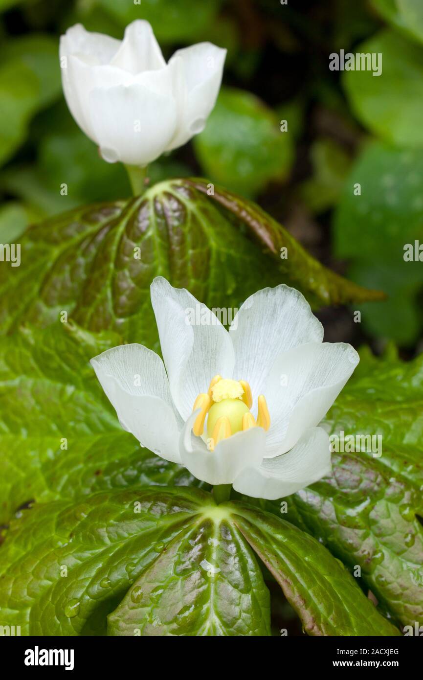 Flowers of Podophyllum hexandrum, a native of the Himalayas in N India ...