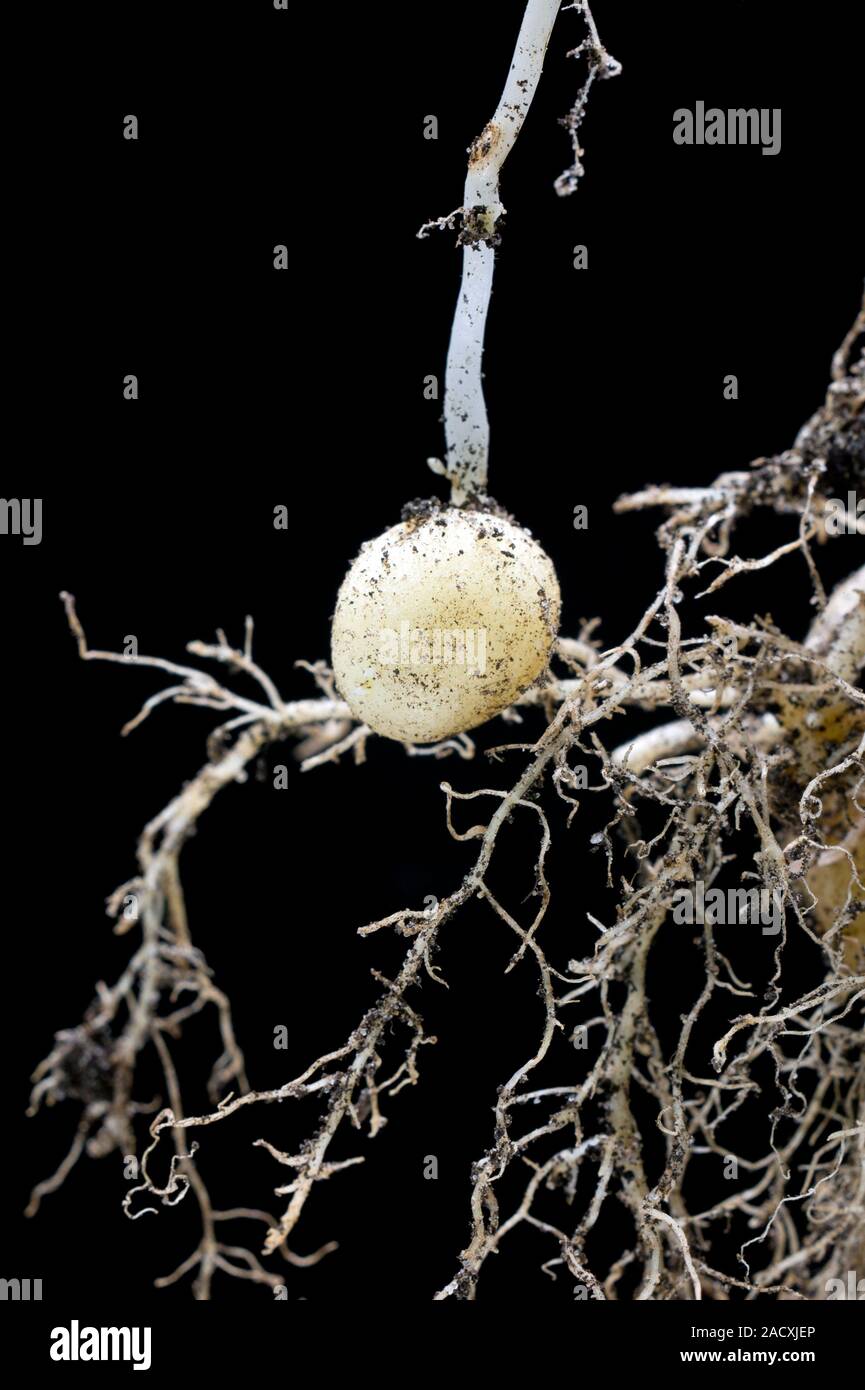 The potato, Solanum tuberosum, is a widely grown and important staple ...