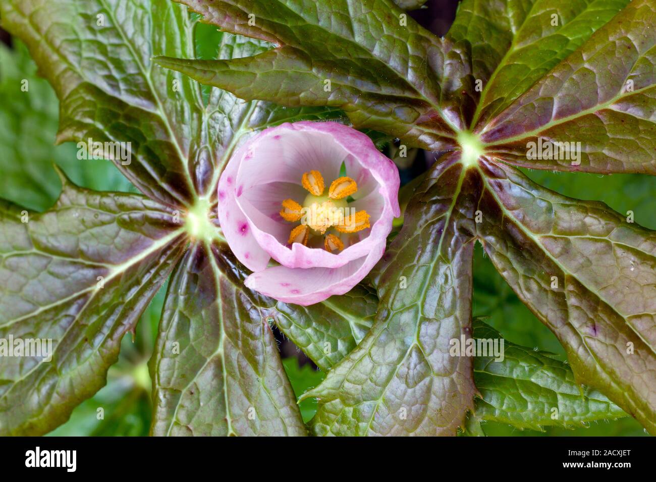 Flowers of Podophyllum hexandrum, a native of the Himalayas in N India ...