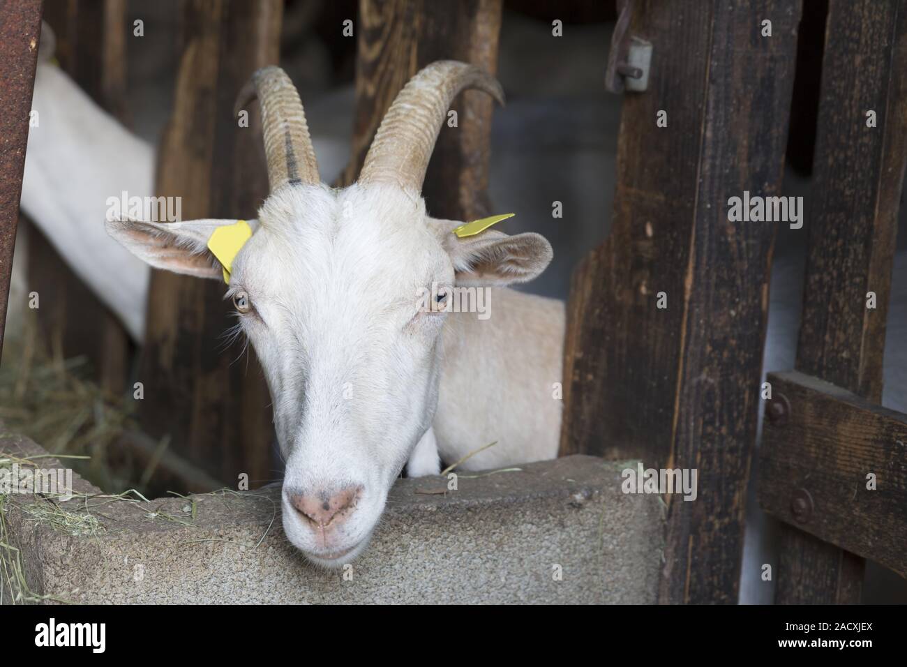 Goat stable hi-res stock photography and images - Alamy