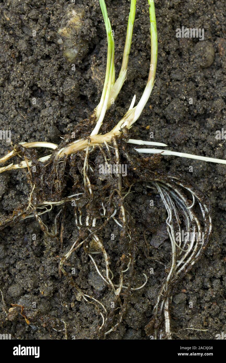 A plant of couch grass ( also known as twitch or quitch ), Elymus ...