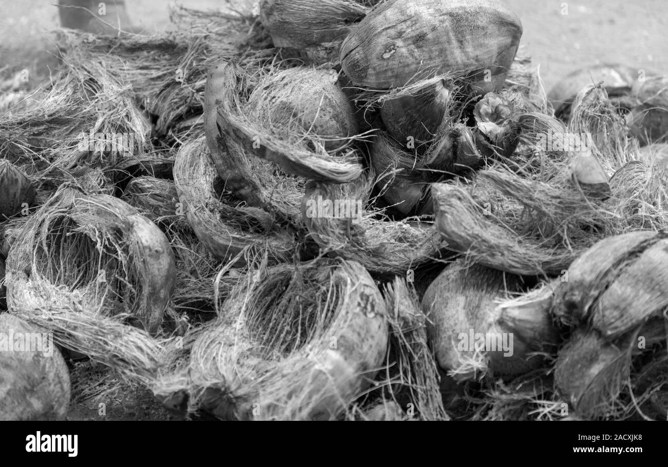 a pile of coconut coir or coconut shell on grass Stock Photo - Alamy