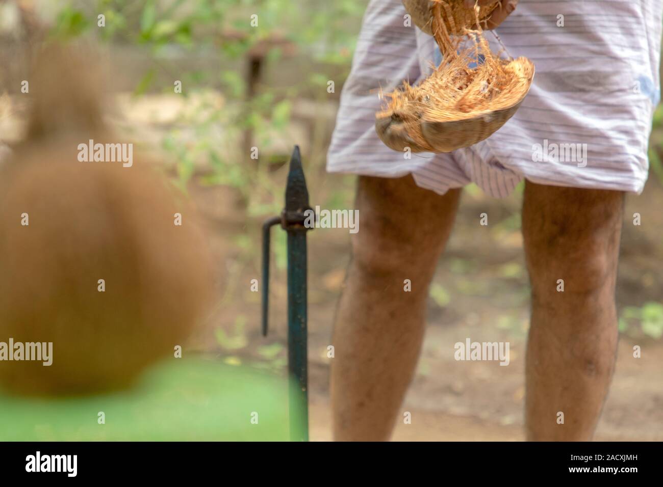 Man open coconut shell by old knife, Nature background Stock Photo - Alamy