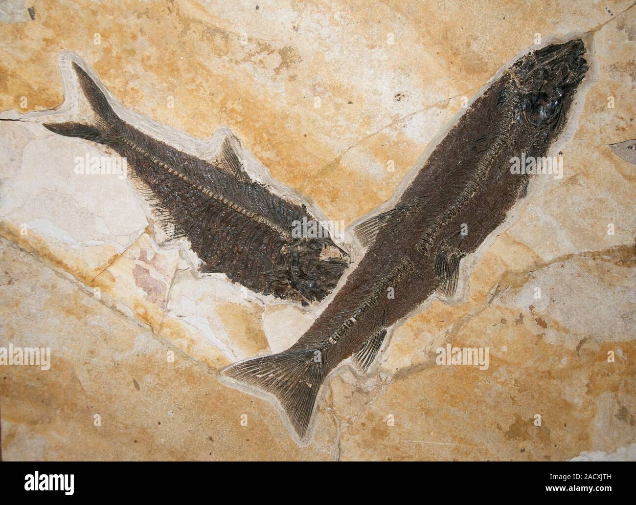 Fossil Fish from the Eocene Green River Formation, Wyoming, USA Stock ...