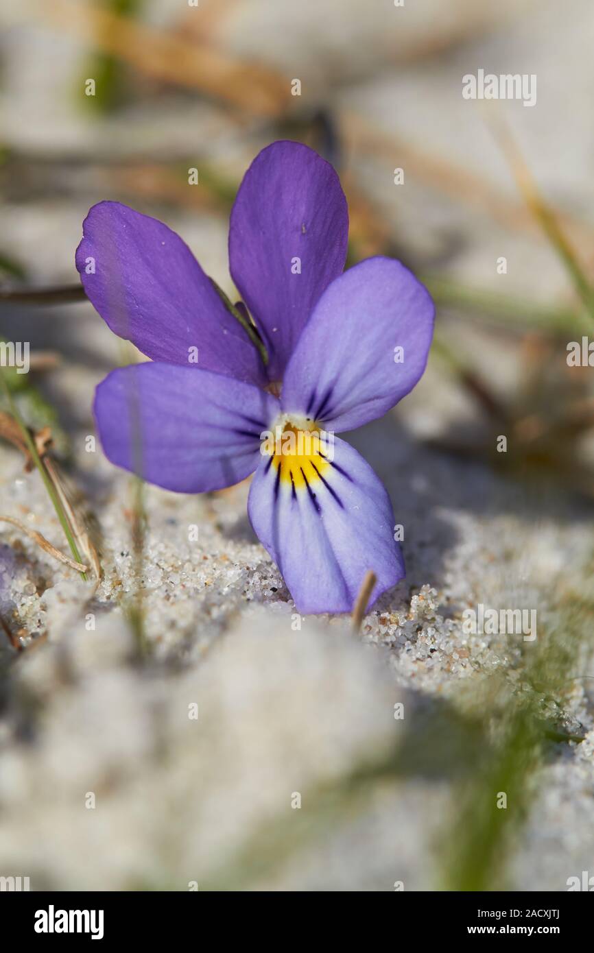 Viola tricolor wild hi-res stock photography and images - Alamy