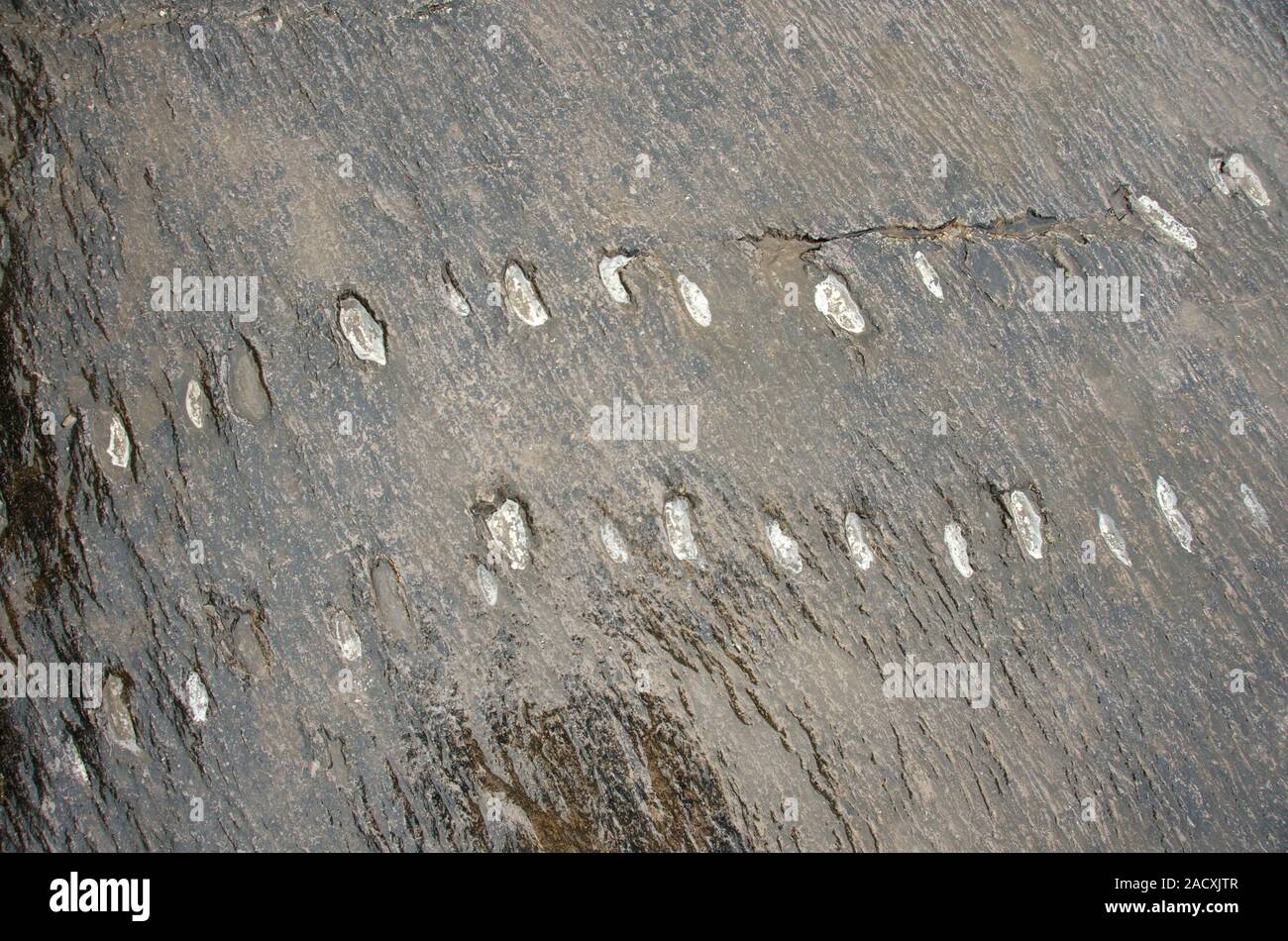 Tetrapod trackway on Valentia Island, Iveragh peninsula, west coast ...