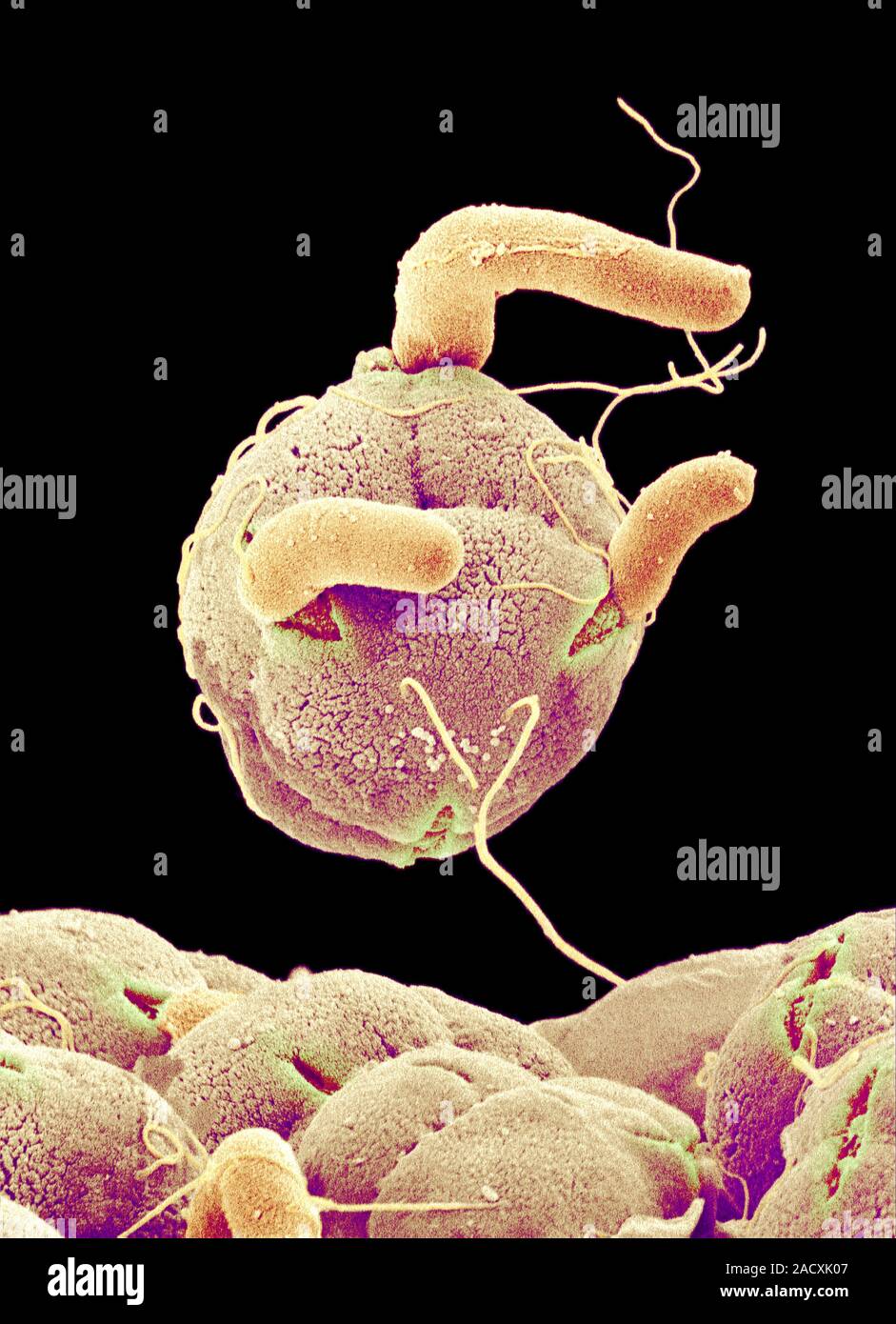 Azalea (Rhododendron sp.) pollen, coloured scanning electron micrograph ...