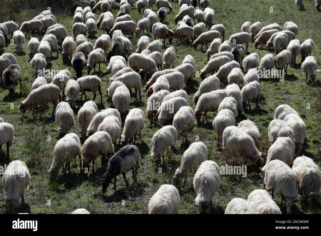 Sheep on the Lassithi plateau, Crete Stock Photo - Alamy