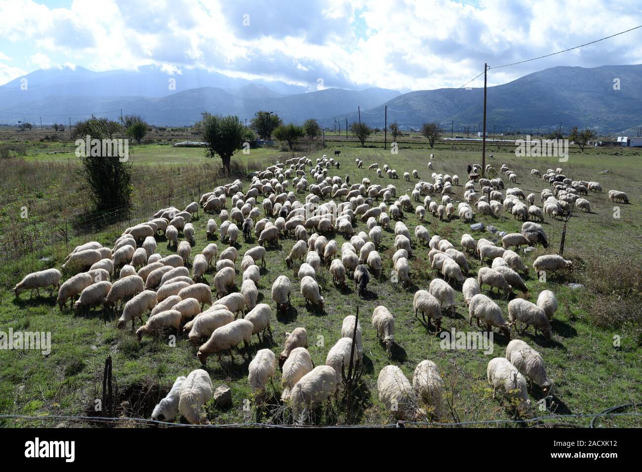 Sheep on the Lassithi plateau, Crete Stock Photo - Alamy