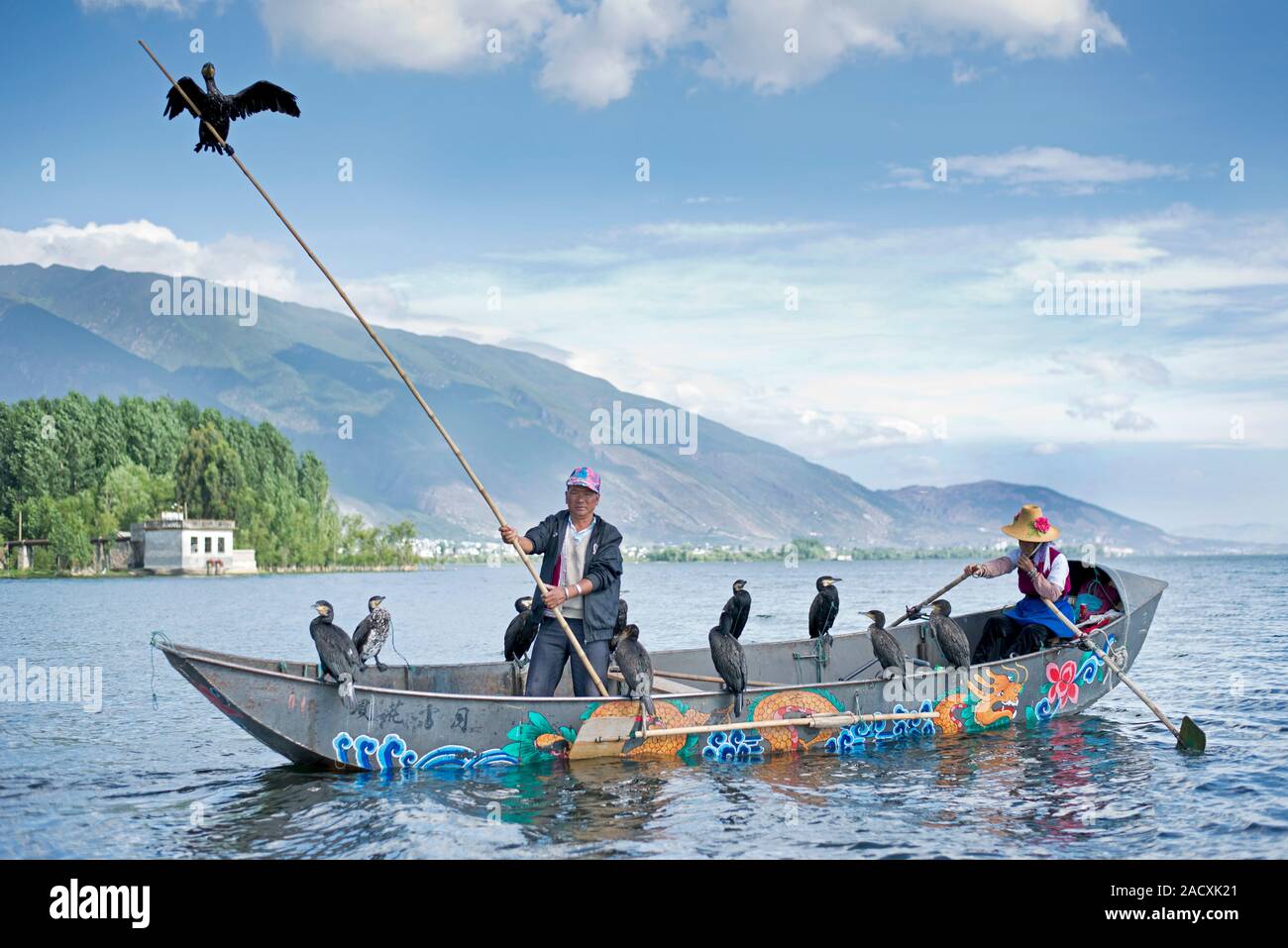 The image shows great cormorants (Phalacrocorax carbo) used to catch ...