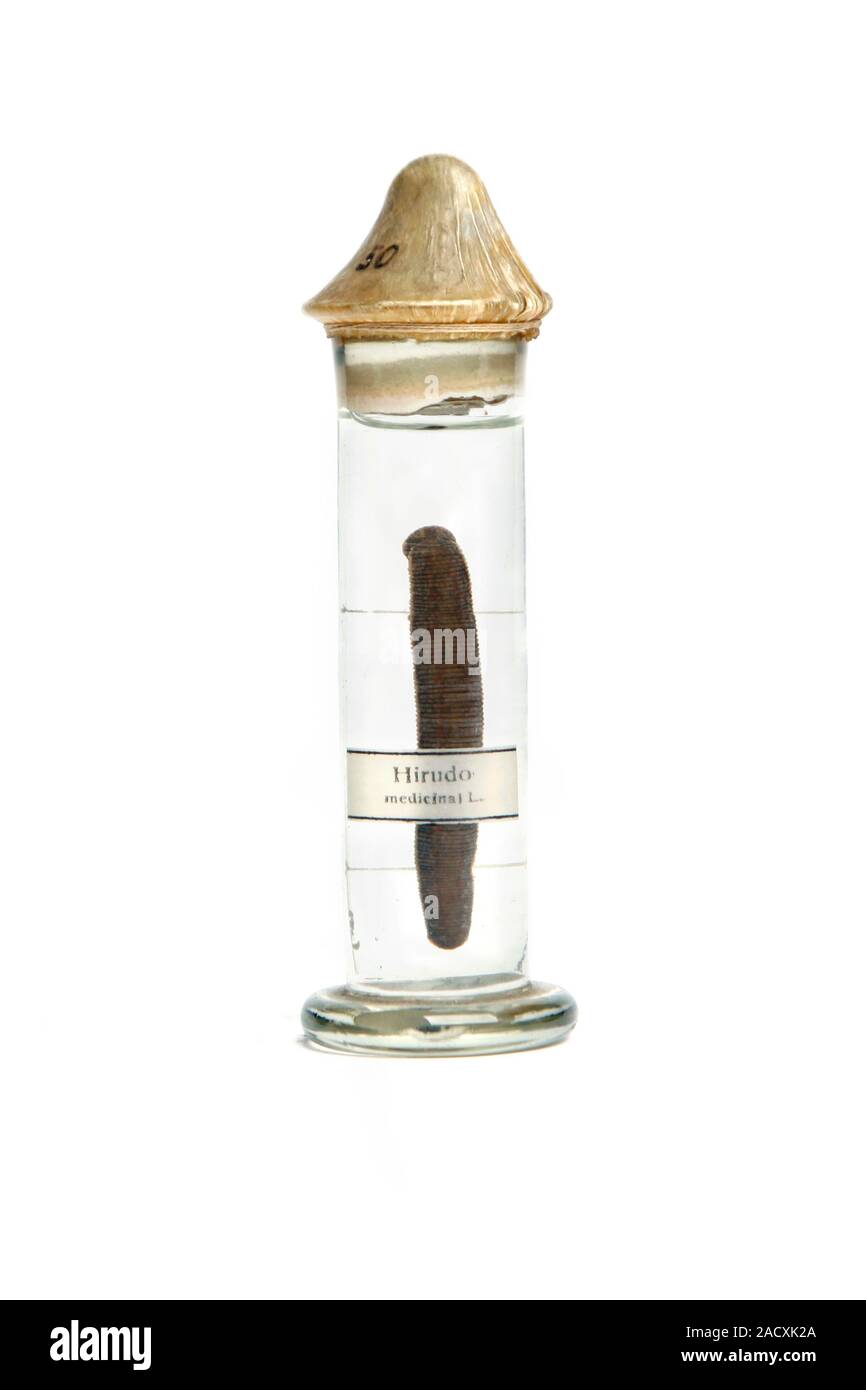19th century specimen of a medicinal leech (Hirudo medicinalis ...