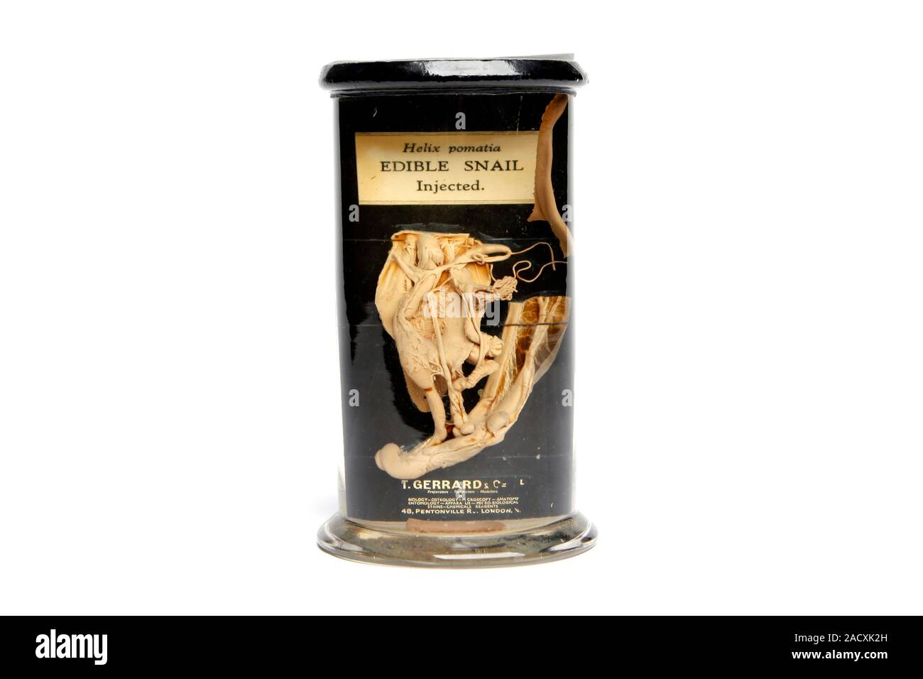 19th century preserved specimen of the edible snail (Helix pomatia ...