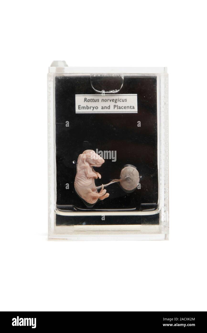 19th century preserved specimen of a rat foetus with placenta Stock ...