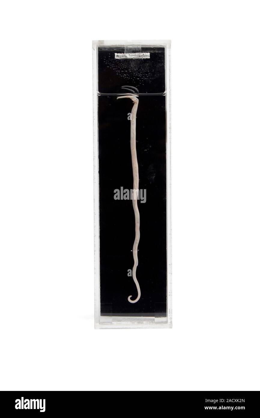 19th century preserved worm specimen Stock Photo - Alamy