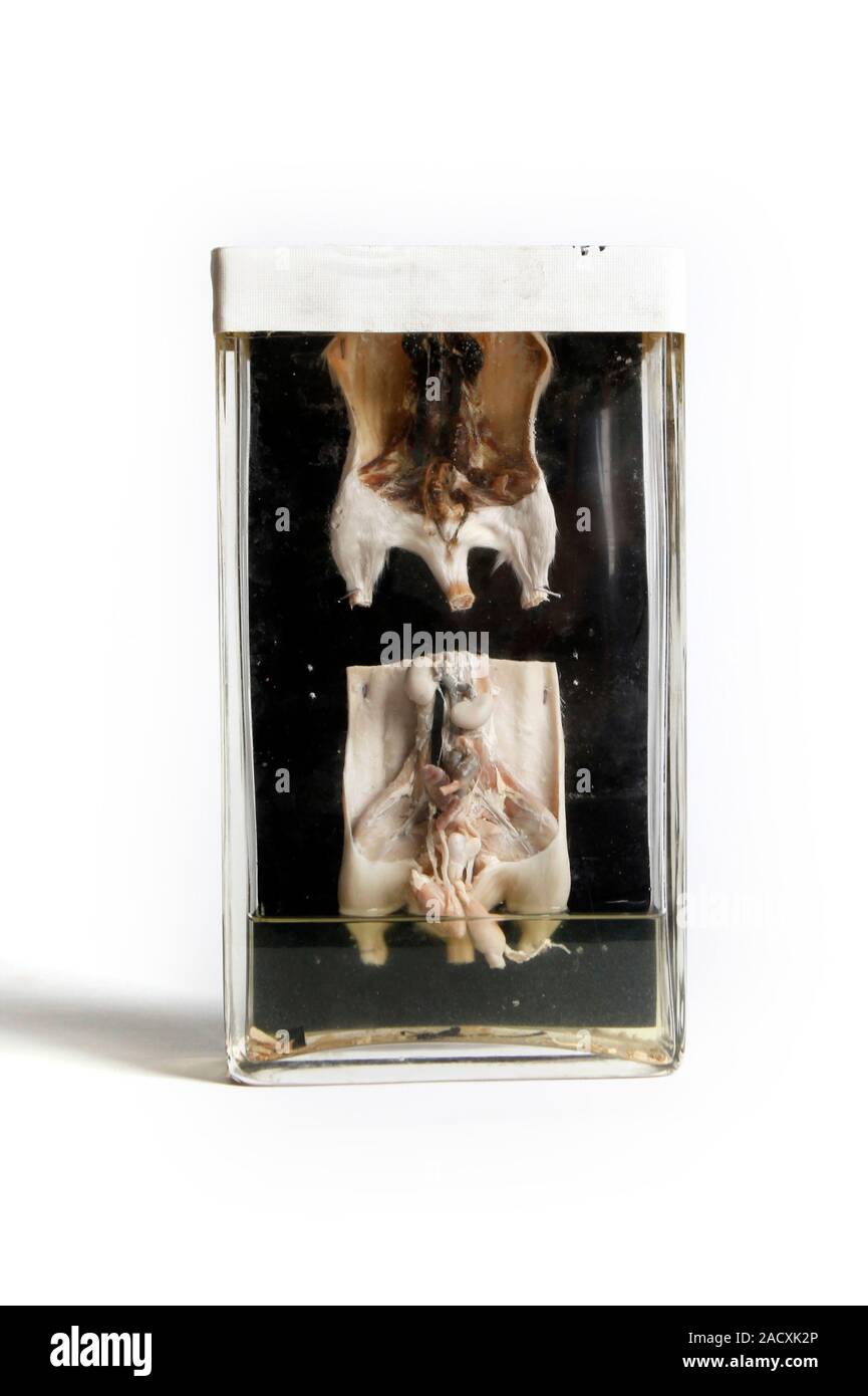 19th century preserved specimen of the dissected abdomens of two rats ...